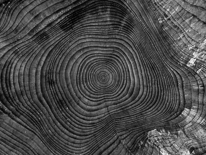 Tree Ring Texture